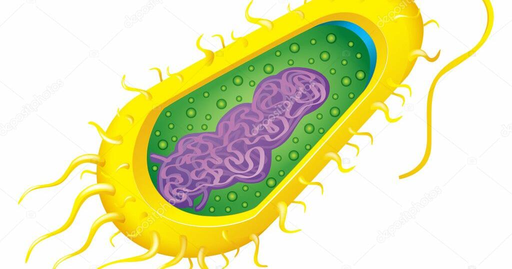 10 клас Нуклеїнові кислоти, білки, ліпіди,вуглеводи | Тест на 8 ...